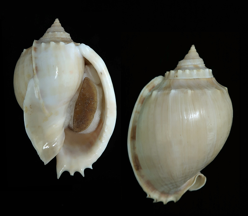 Phalium glaucum - from Terengganu, Malaysia, with operculum ...