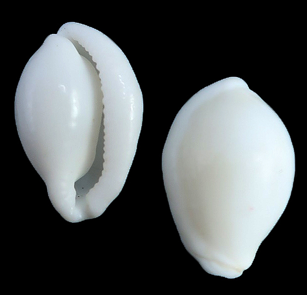 Ovula sp. - Malacology-Asia.com
