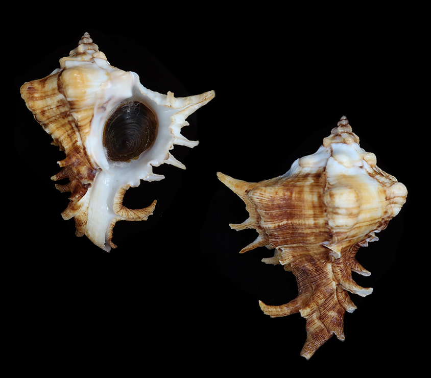 Hexaplex kuesterianus - light colour - Malacology-Asia.com